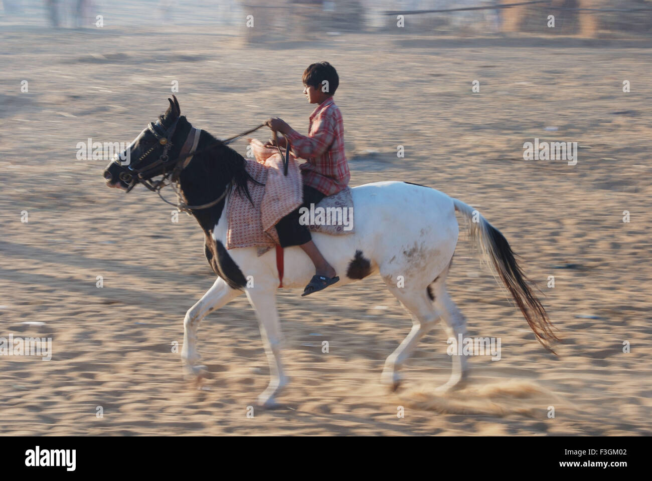 Boy riding horse, Pushkar Fair, Pushkar Camel Fair, Kartik Mela ...