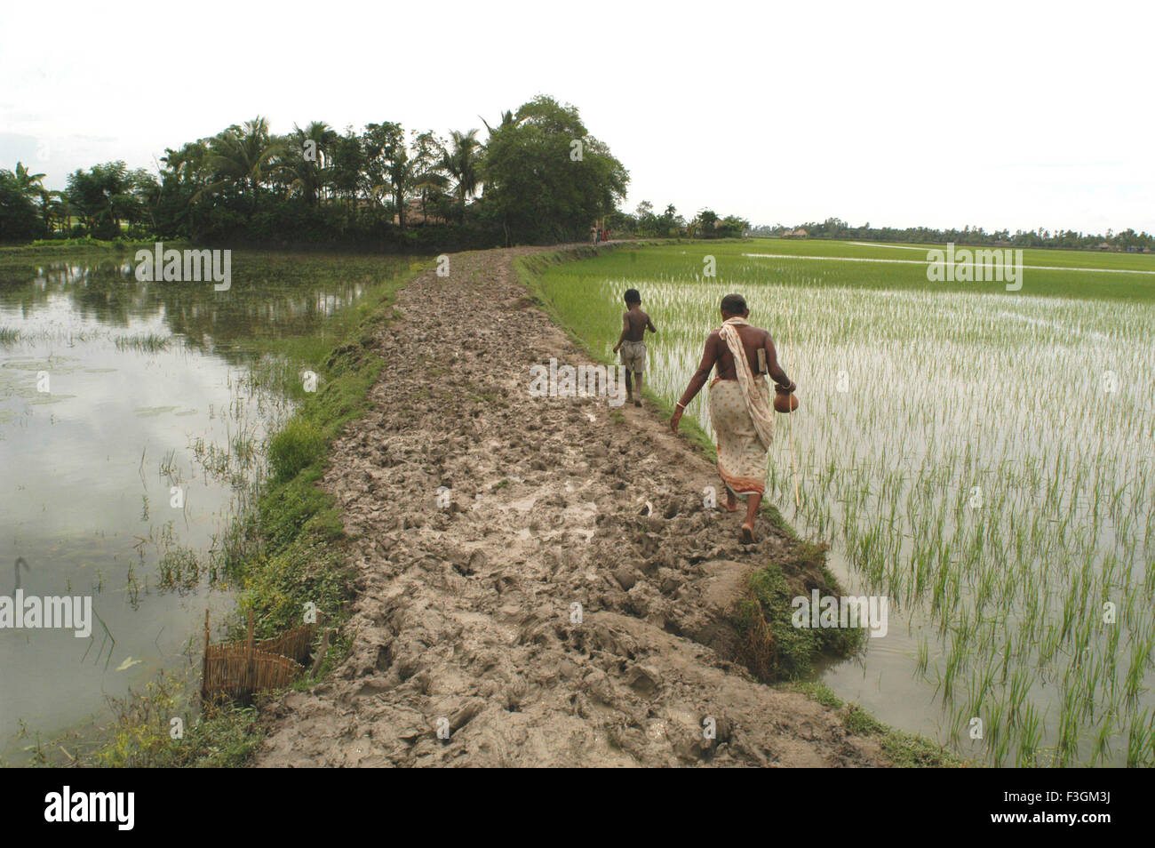 mud path through rice paddy field, west bengal, india, asia Stock Photo ...