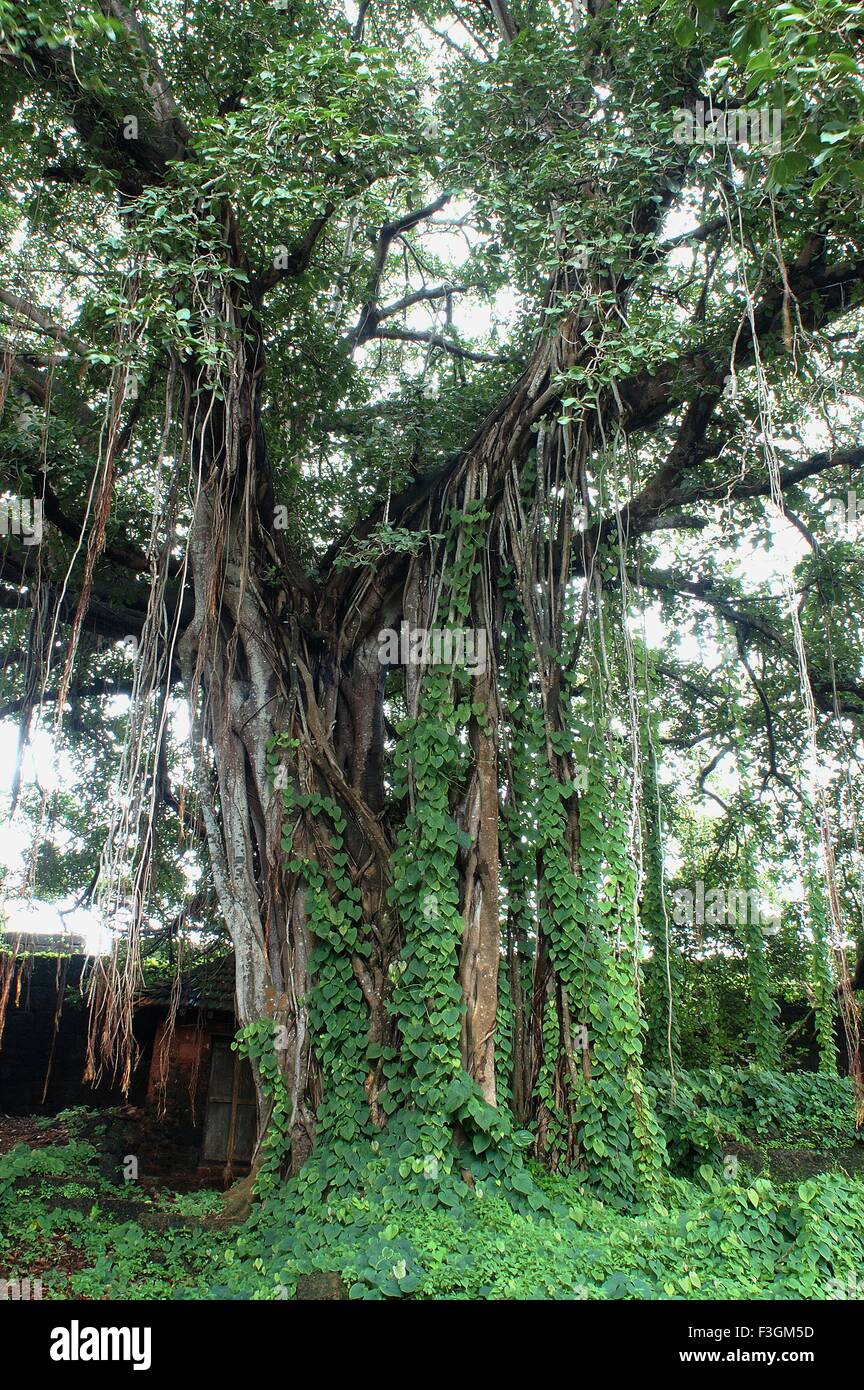 Banyan tree at Vijaydurg fort ; Sindhudurga ; Maharashtra ; India Stock ...