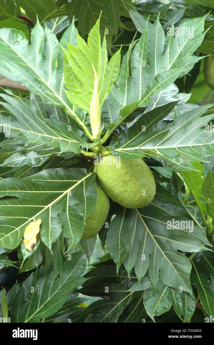 Jackfruit tree ; Jack tree ; Malvan; Sindhudurga ; Maharashtra ; India ...
