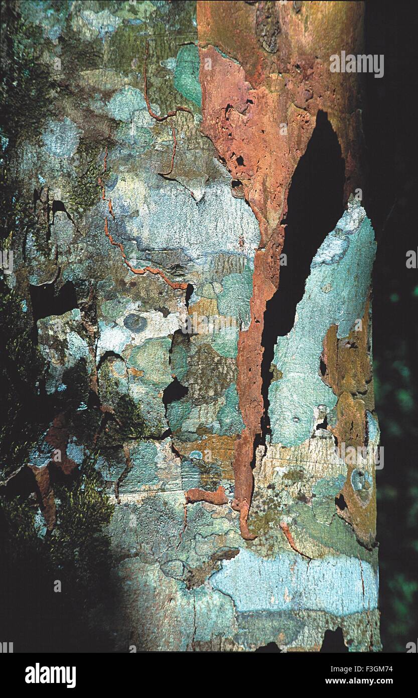 Tree destruction ; National Park ; Borivali west ; Bombay Mumbai ...