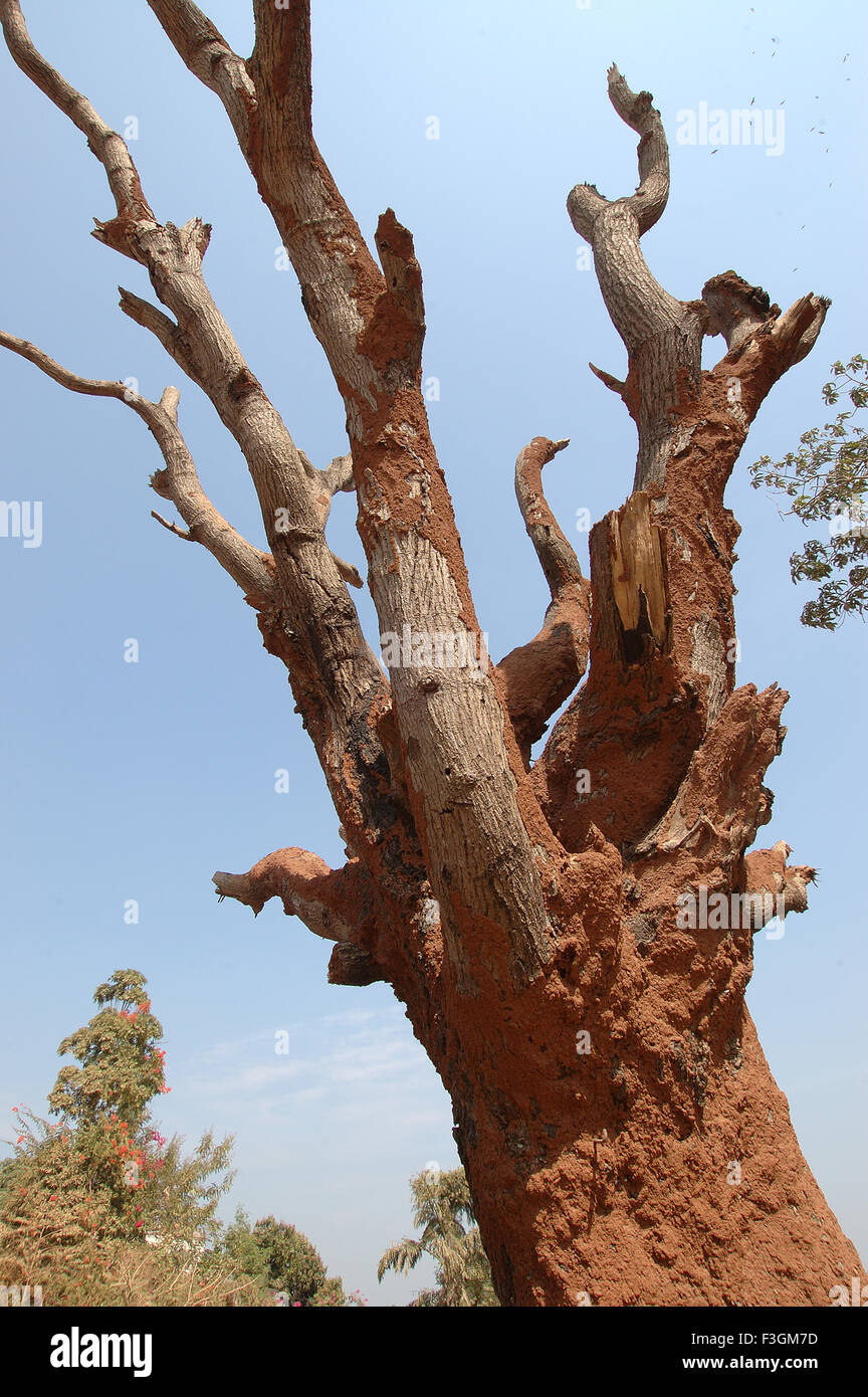 Tree decayed and destroyed Stock Photo - Alamy