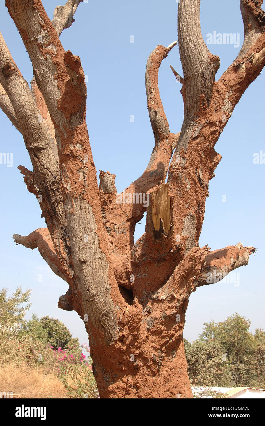 Decayed tree trunk hi-res stock photography and images - Alamy
