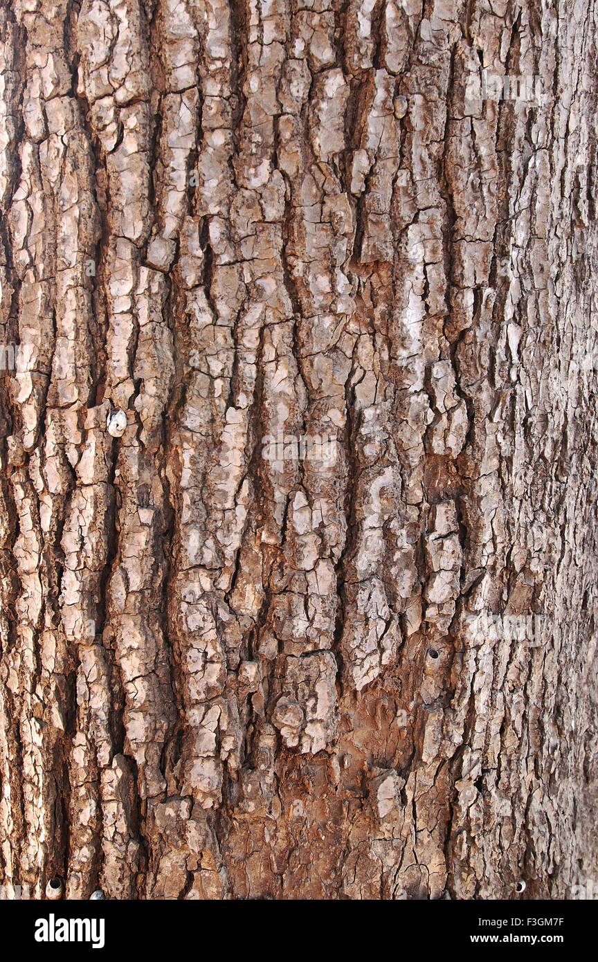tree trunk bark closeup Stock Photo - Alamy