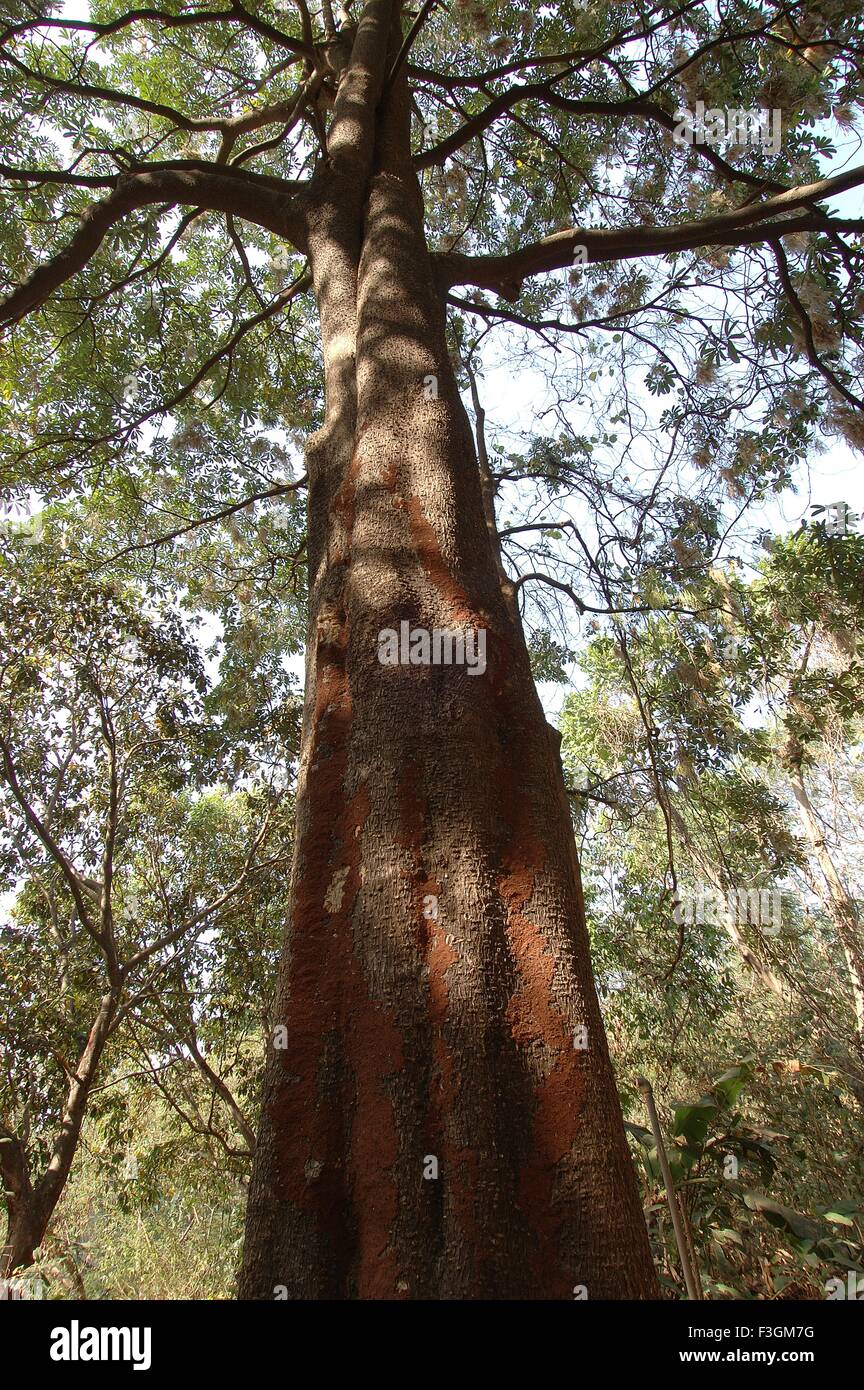 Tree ; Bombay Mumbai ; Maharashtra ; India Stock Photo - Alamy
