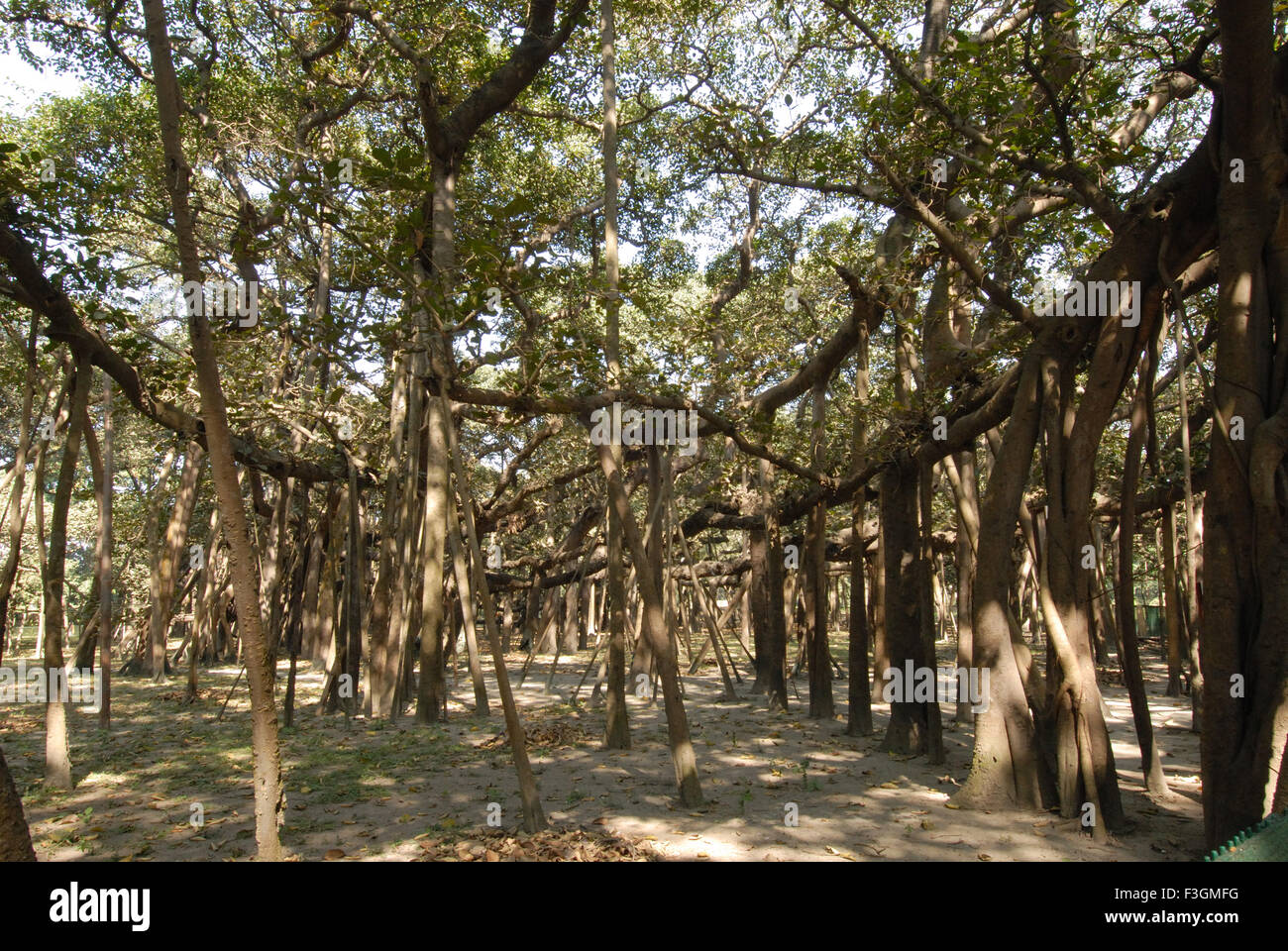 Banyan tree largest in India ; Botanical Garden ; Calcutta ; West ...