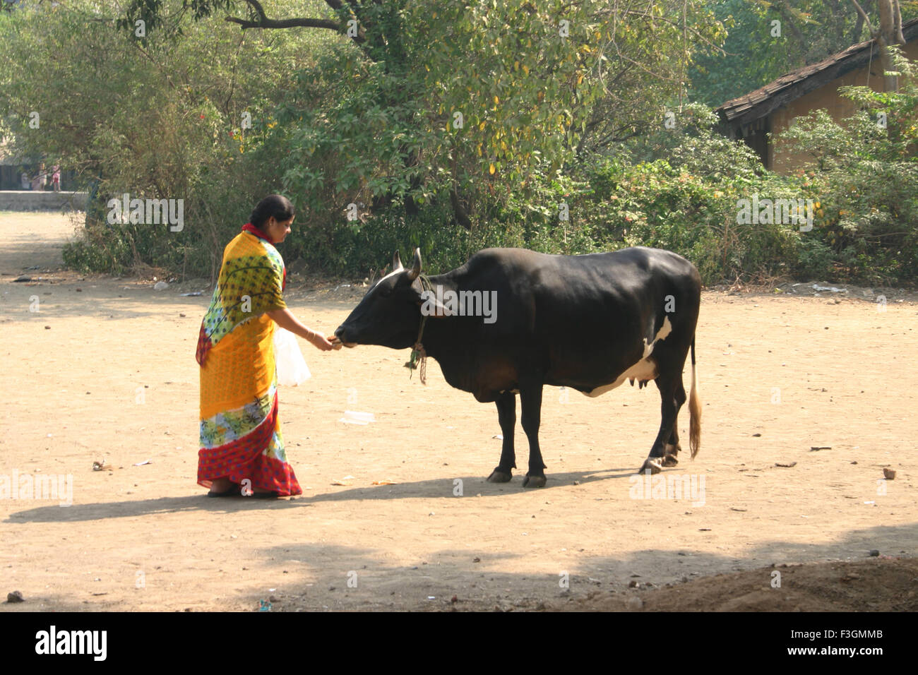 Lady feeding cow at Dombivai city ; Maharashtra ; India Stock Photo - Alamy