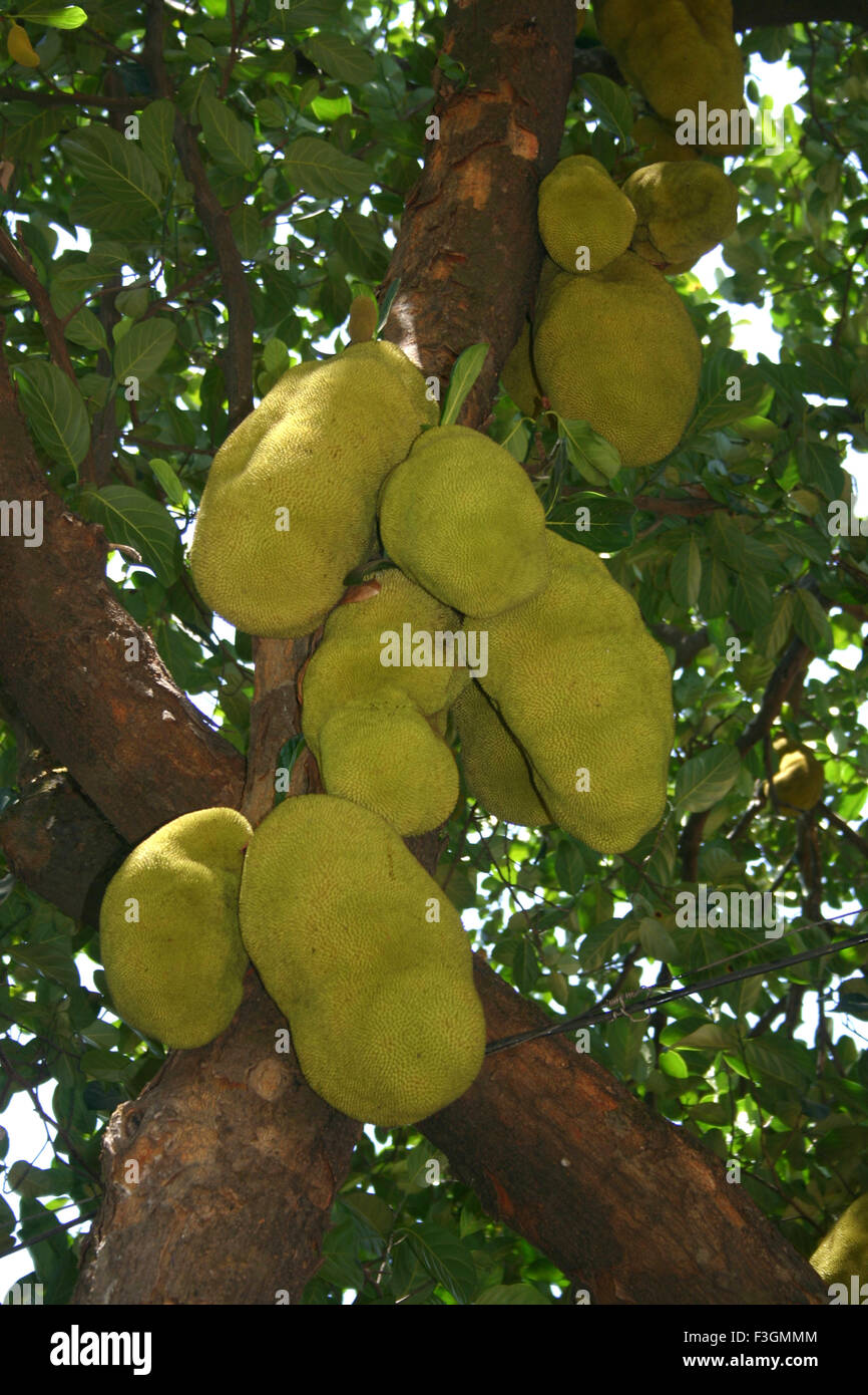 Jack fruit tree ; jack tree , India , Asia Stock Photo - Alamy