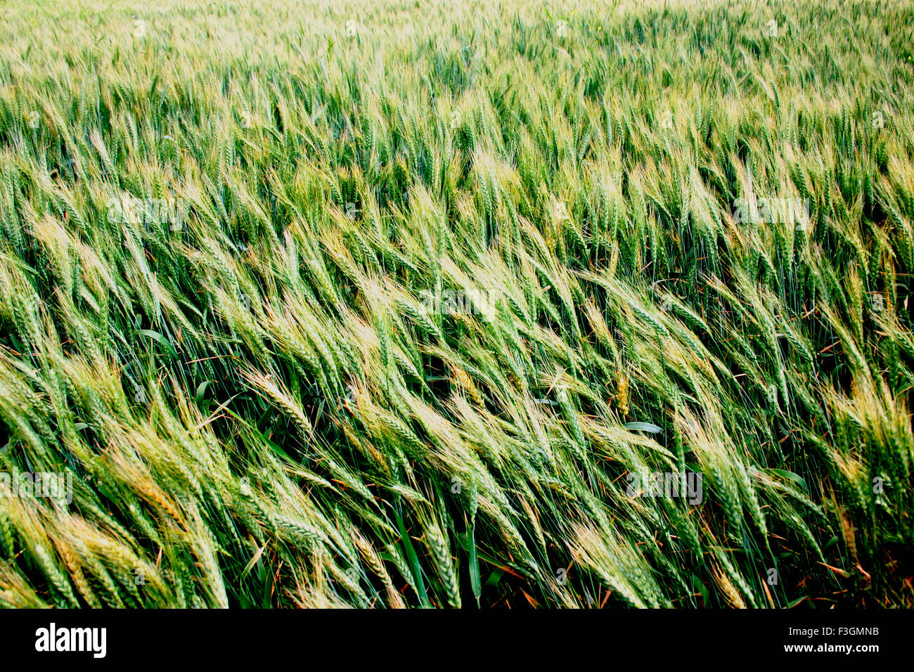 Wheat crops blowing in wind Stock Photo - Alamy