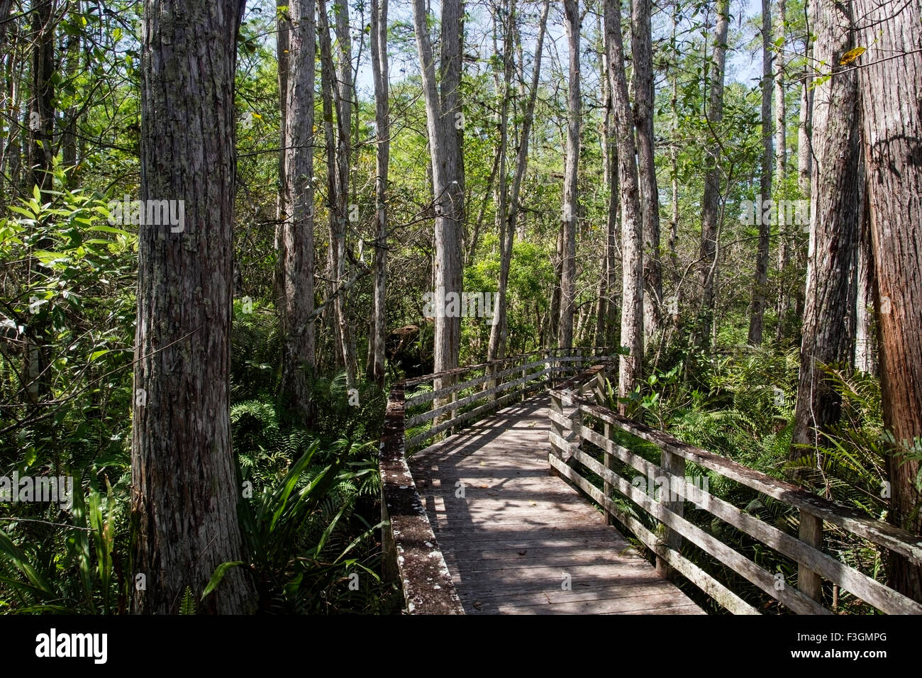 Corkscrew Swamp nature reserve, showing landscape with trees, Florida ...