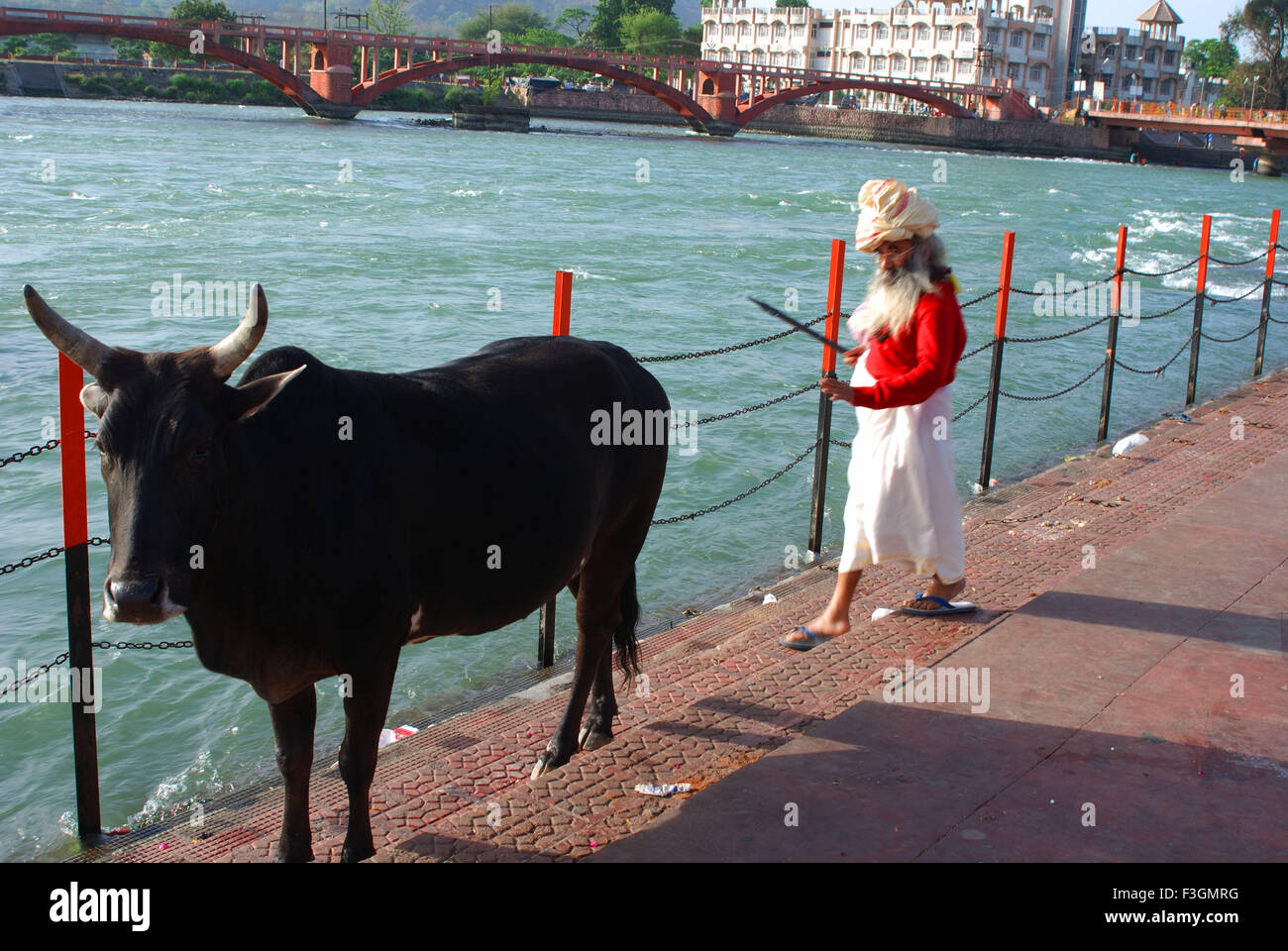 A Sadhu and cow at bank of Ganga river; Haridwar ; Uttar Pradesh ...