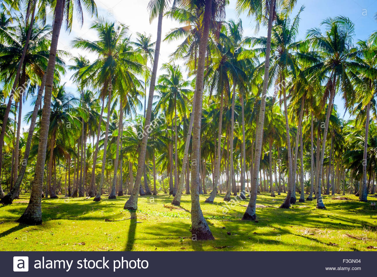 Palm Tree Plantation High Resolution Stock Photography and Images - Alamy