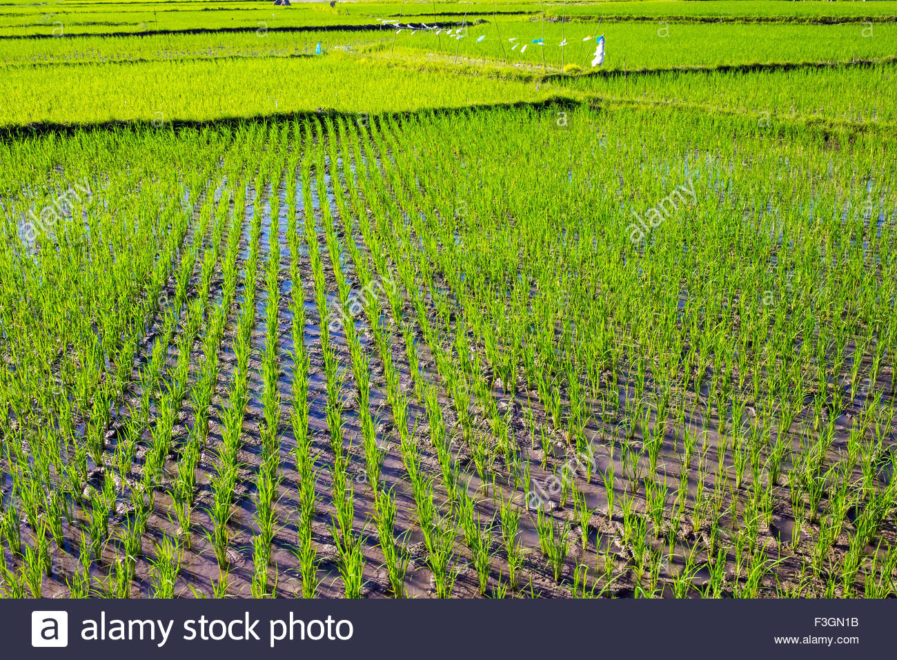 Plants Of Philippines High Resolution Stock Photography and Images - Alamy