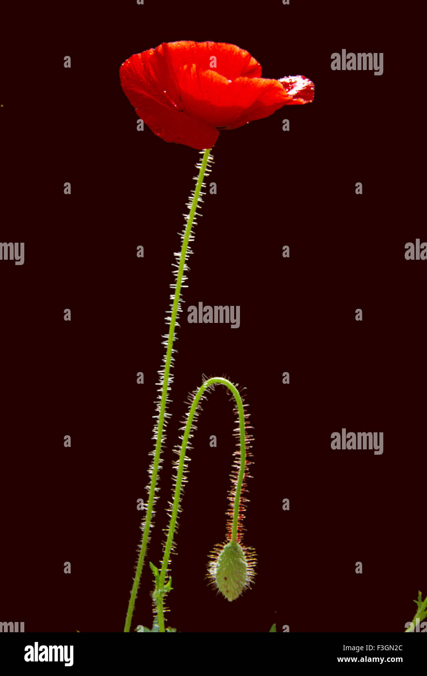 Lovely poppy with green stem Stock Photo - Alamy