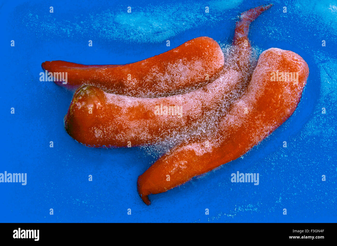 Frozen red chillies melting in ice on blue background ; Jodhpur ...