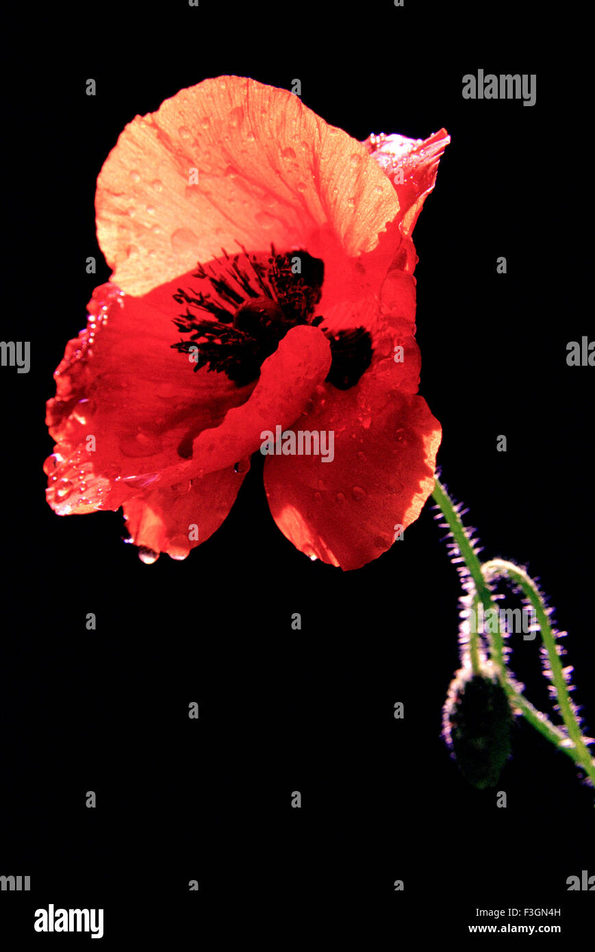 Water drops on pleasant poppy flower petals with bud on black ...