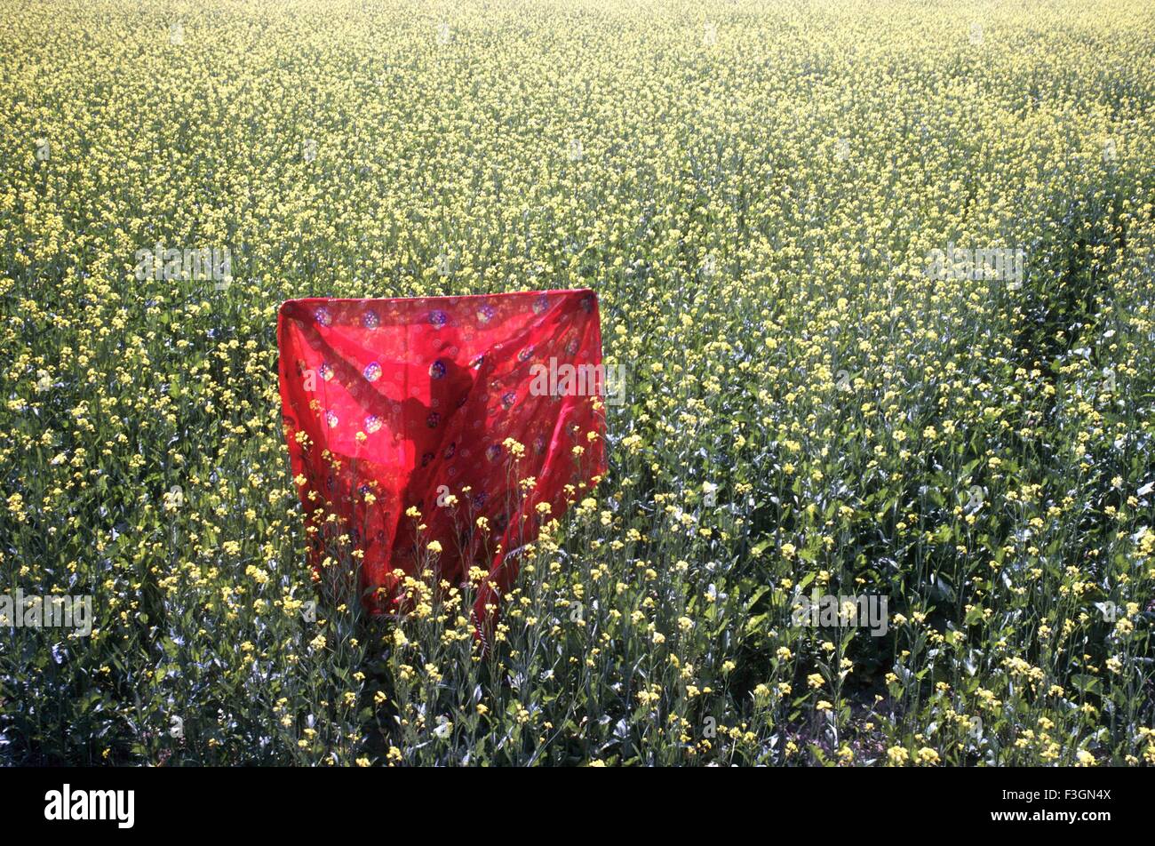 Rural woman holding red odhani standing in mustard field ; Mathania ...