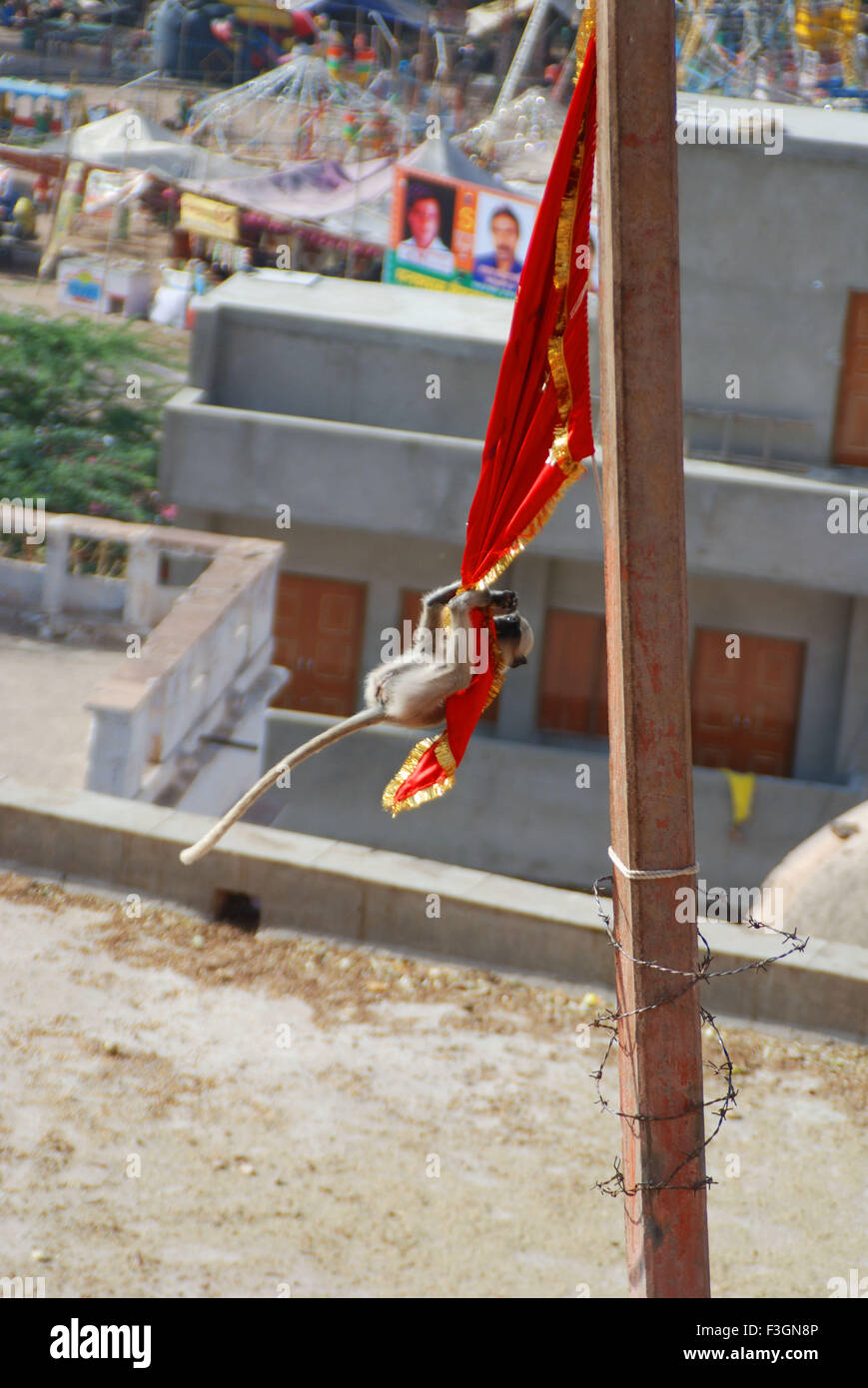 Baby monkey seating on wooden pillar ; Jodhpur ; Rajasthan ; India ...