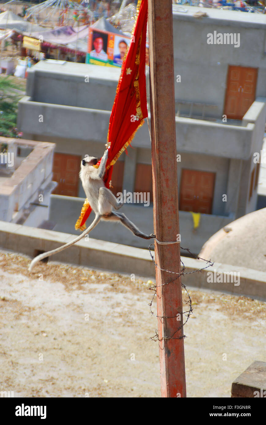 Baby monkey seating on wooden pillar ; Jodhpur ; Rajasthan ; India ...