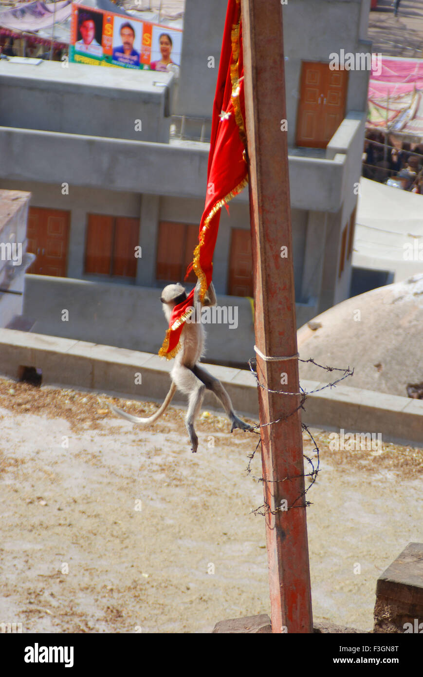 Monkey on pillar hi-res stock photography and images - Alamy
