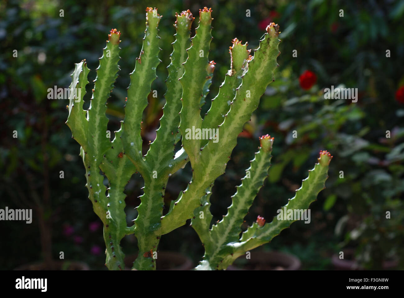 Cactus, Jodhpur, Rajasthan, India, Asia Stock Photo - Alamy