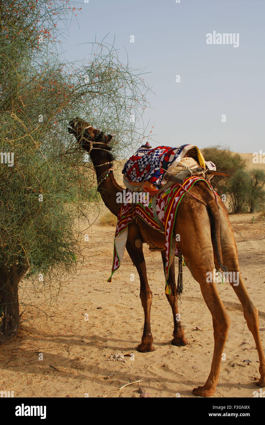 Camel legs blue hi-res stock photography and images - Alamy