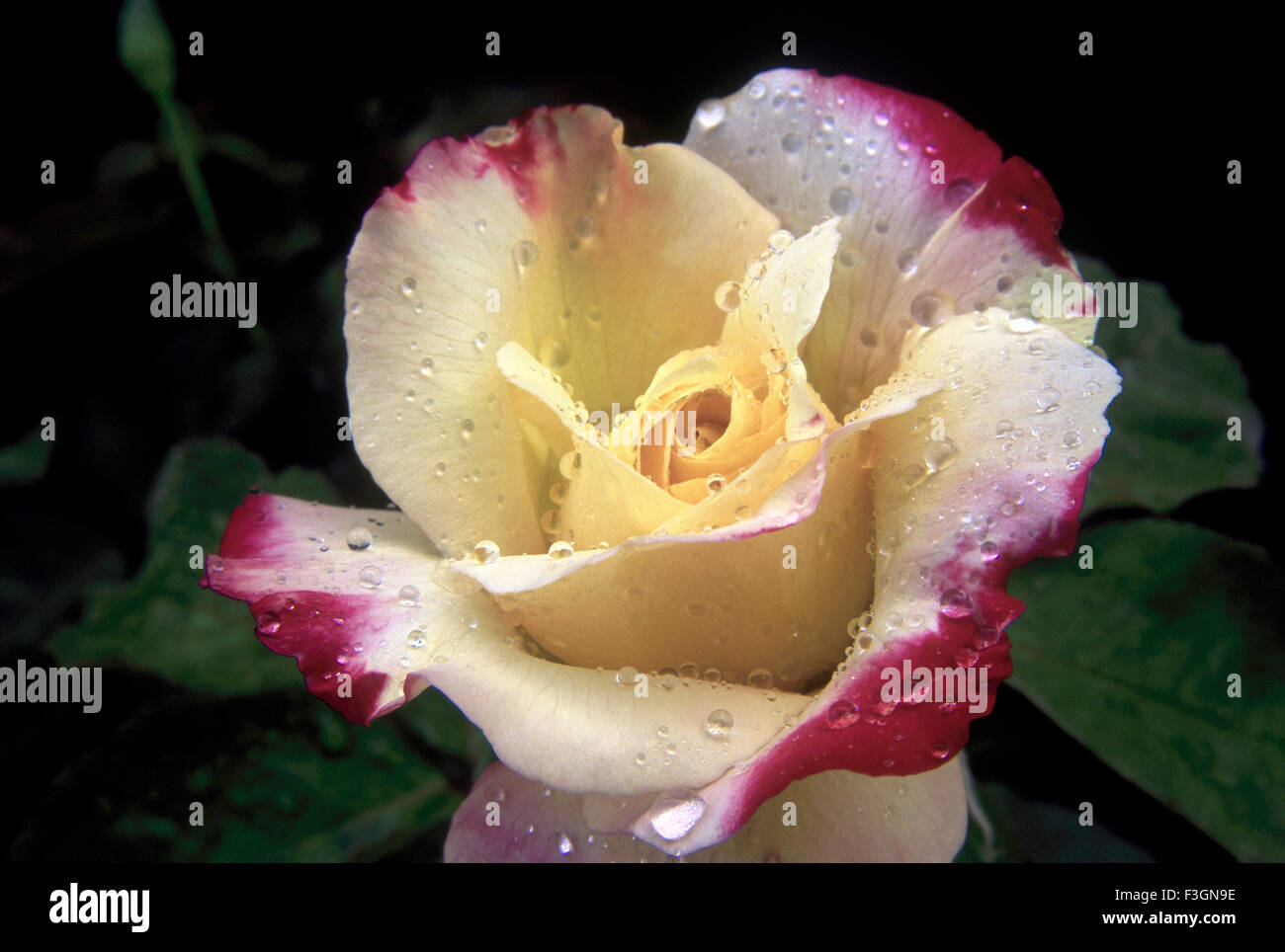 Miniature rose plant hi-res stock photography and images - Alamy