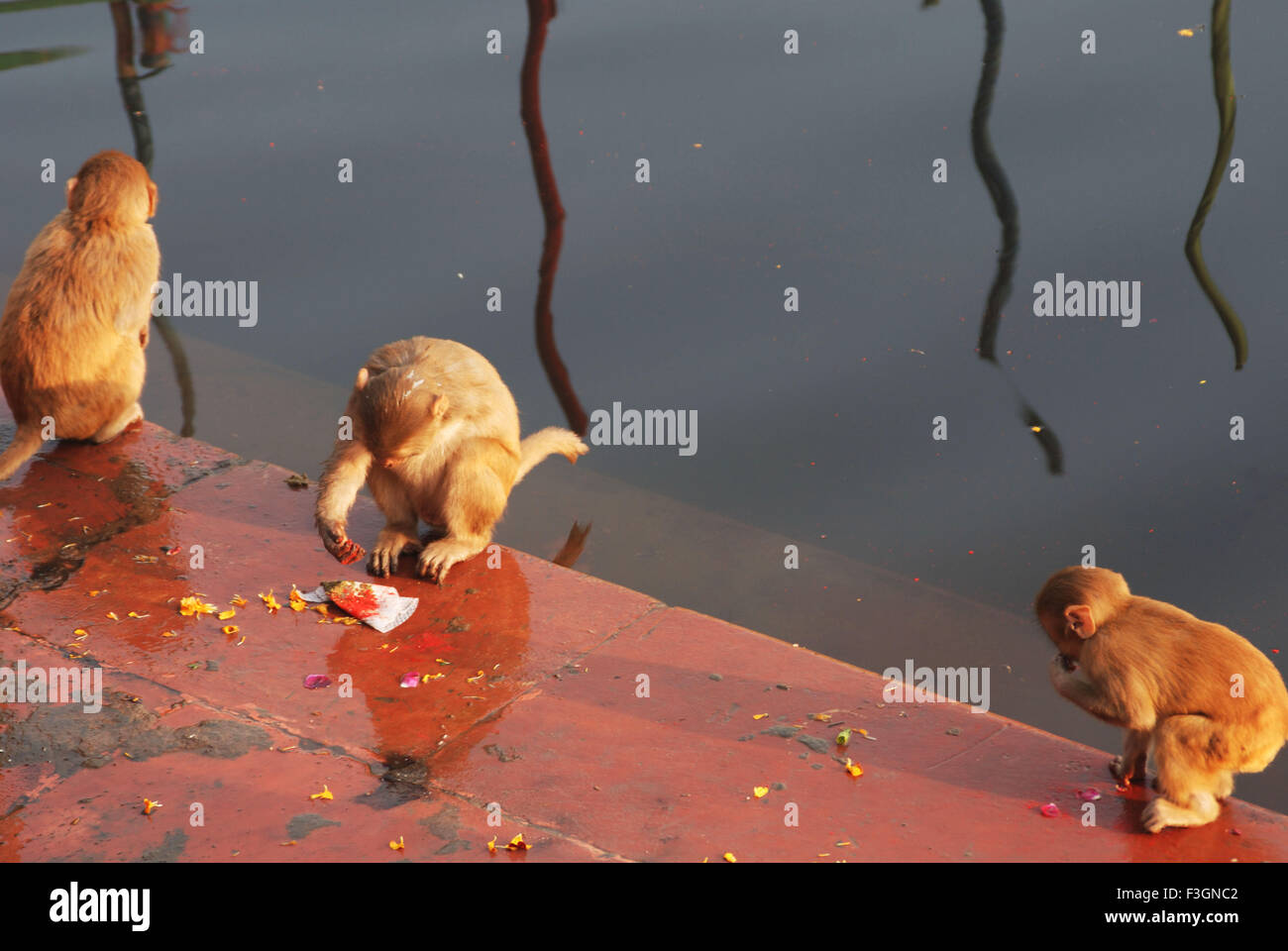 Young monkeys at Vishram ghat of Yamuna ; Mathura ; Uttar Pradesh ...