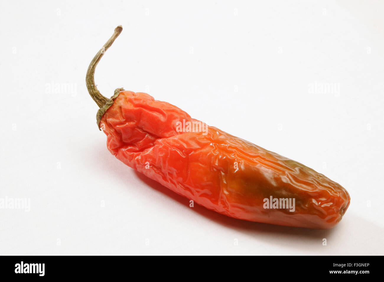 Indian spice in the form of one semi dried red pepper also known as ...