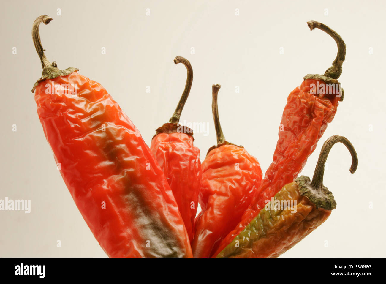 Indian spice in the form of one semi dried red pepper also known as ...