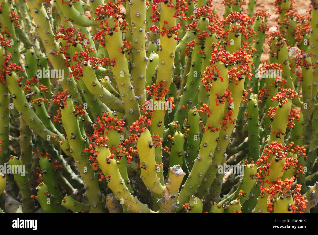 Euphorbia royleana, Sullu spurge, Royles spurge, Thor plant flower ...