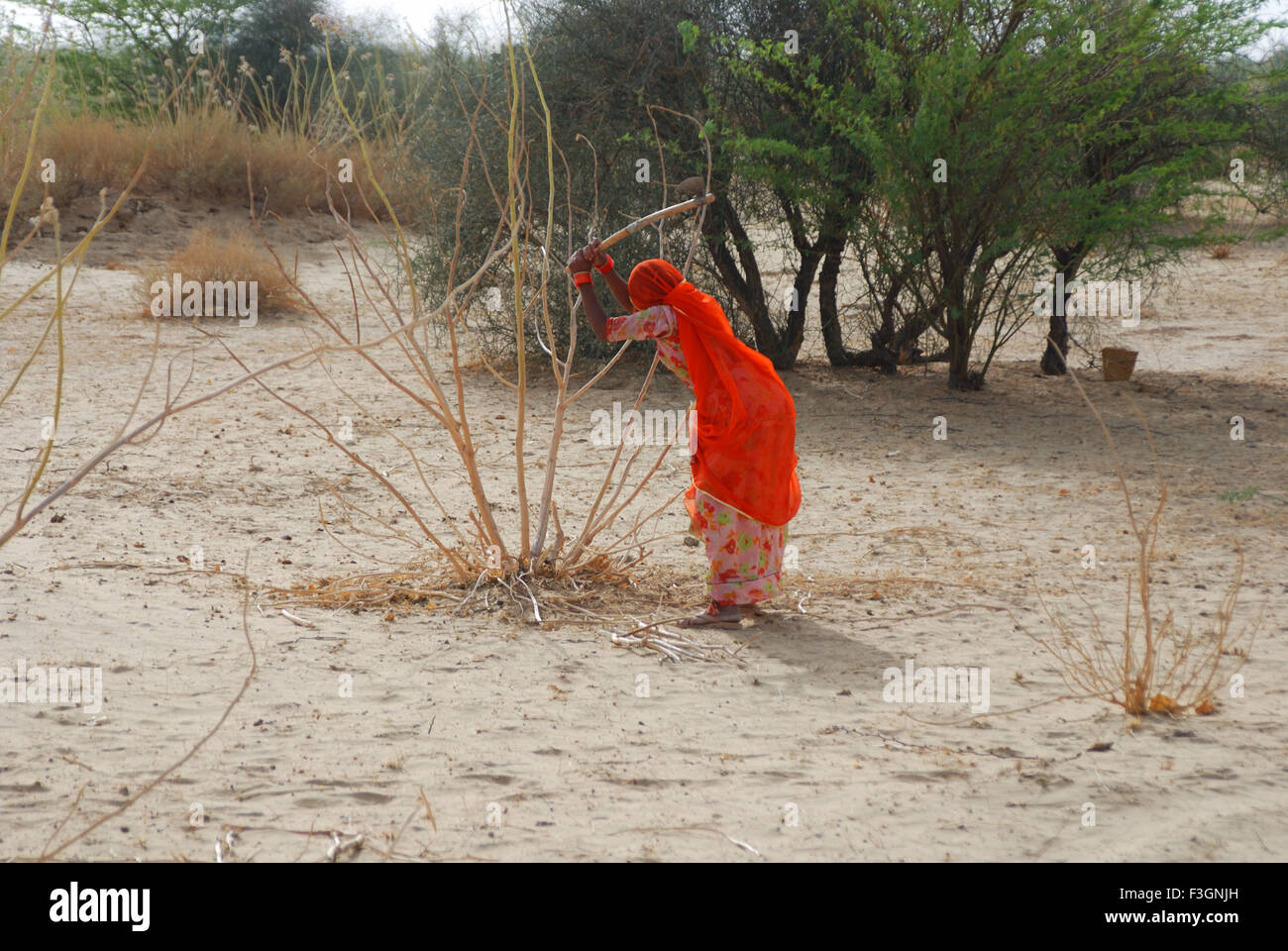 Woman cutting aakda for fuel ; Jaisalmer ; Rajasthan ; India Stock ...