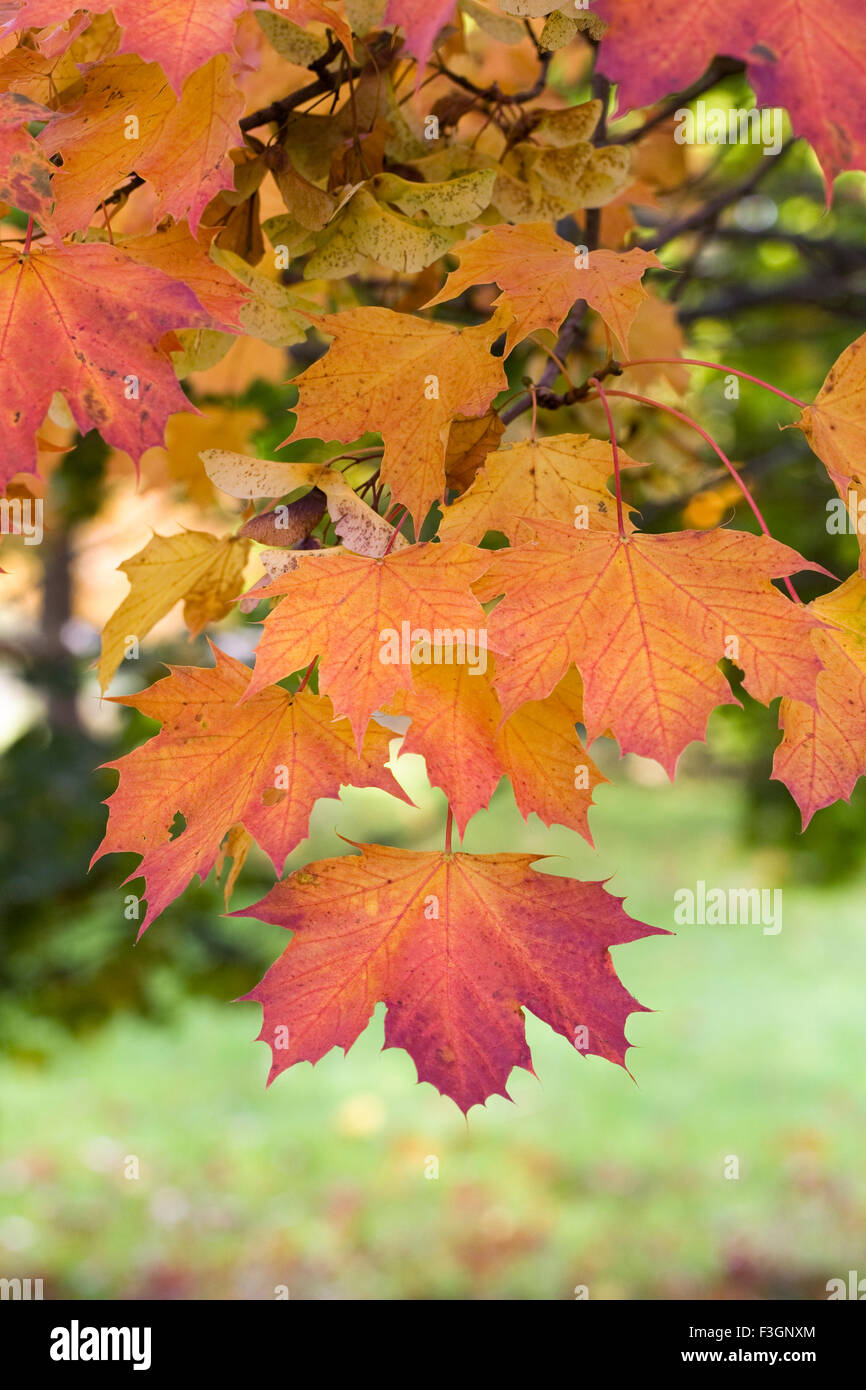 Colurful autumn leaves hi-res stock photography and images - Alamy