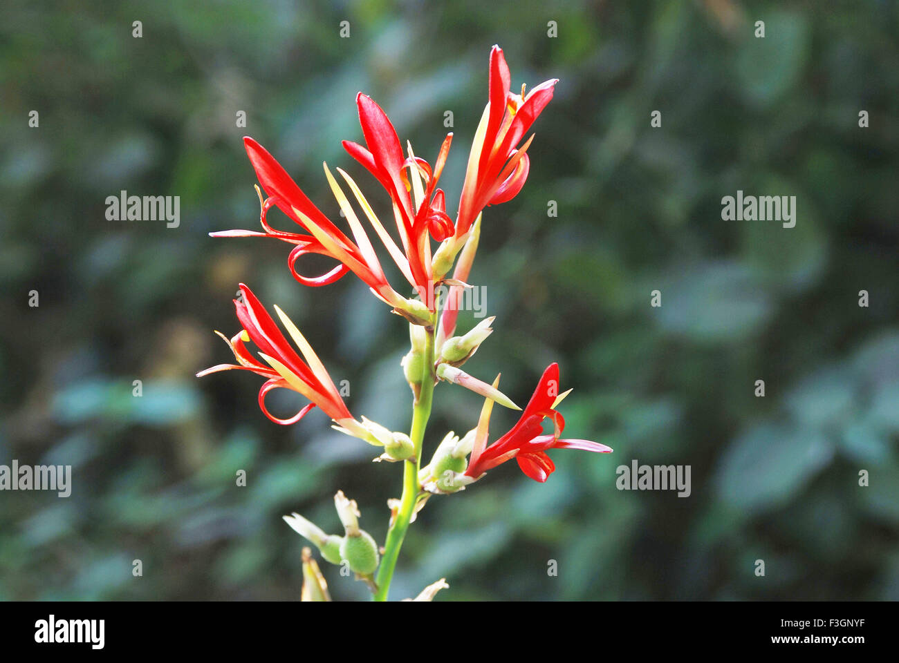 Keli hi-res stock photography and images - Alamy