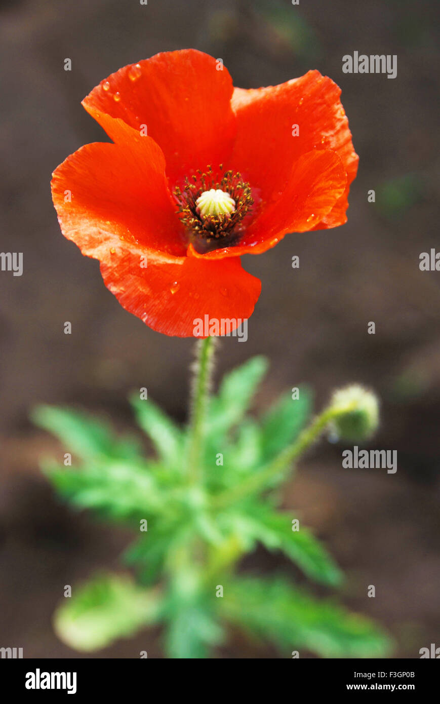 Poppy flower ; Jodhpur ; Rajasthan ; India Stock Photo - Alamy