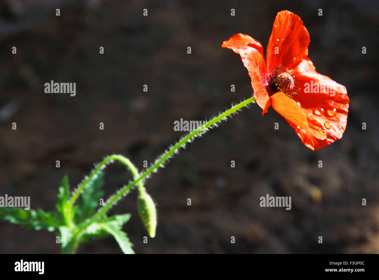 Poppy flower ; Jodhpur ; Rajasthan ; India Stock Photo - Alamy
