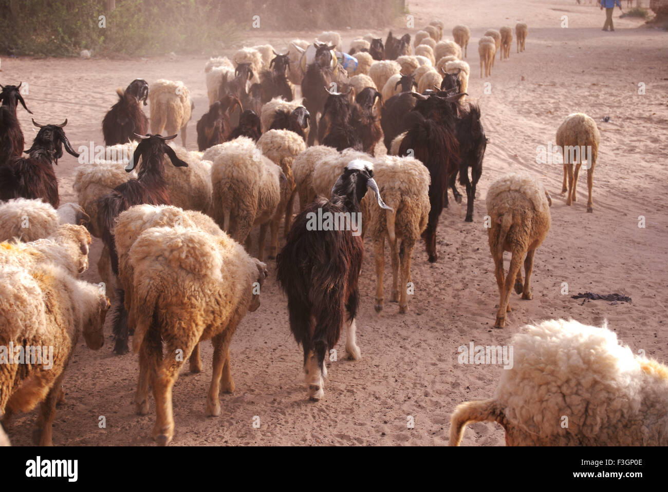 Sheeps in a village ; Bikaner ; Rajasthan ; India Stock Photo - Alamy