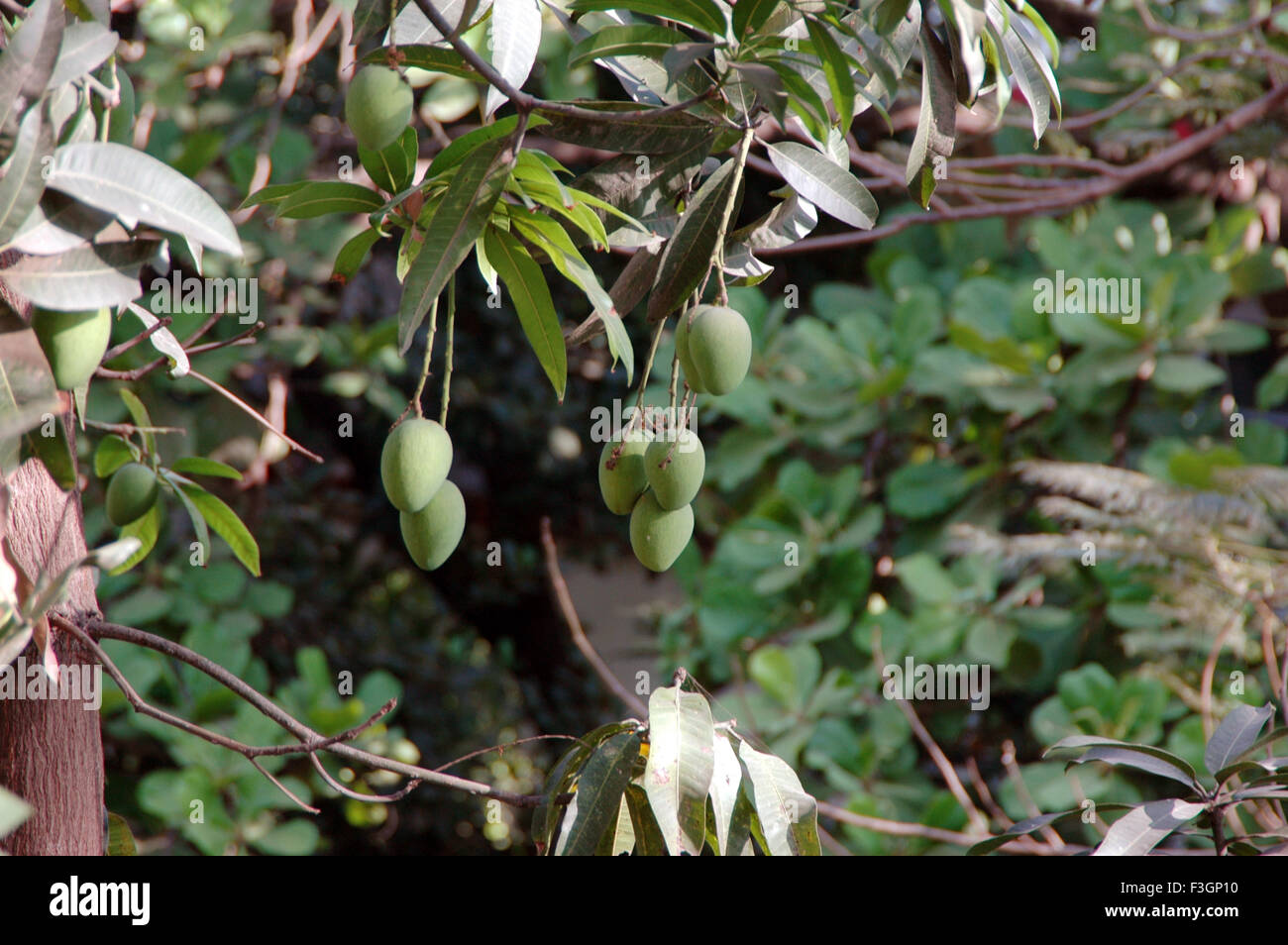 mango tree, Mangifera indica, India, Asia Stock Photo - Alamy