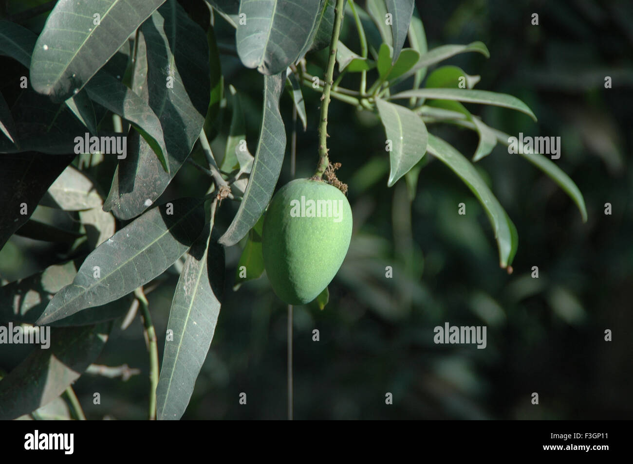 mango tree, Mangifera indica, India, Asia Stock Photo - Alamy
