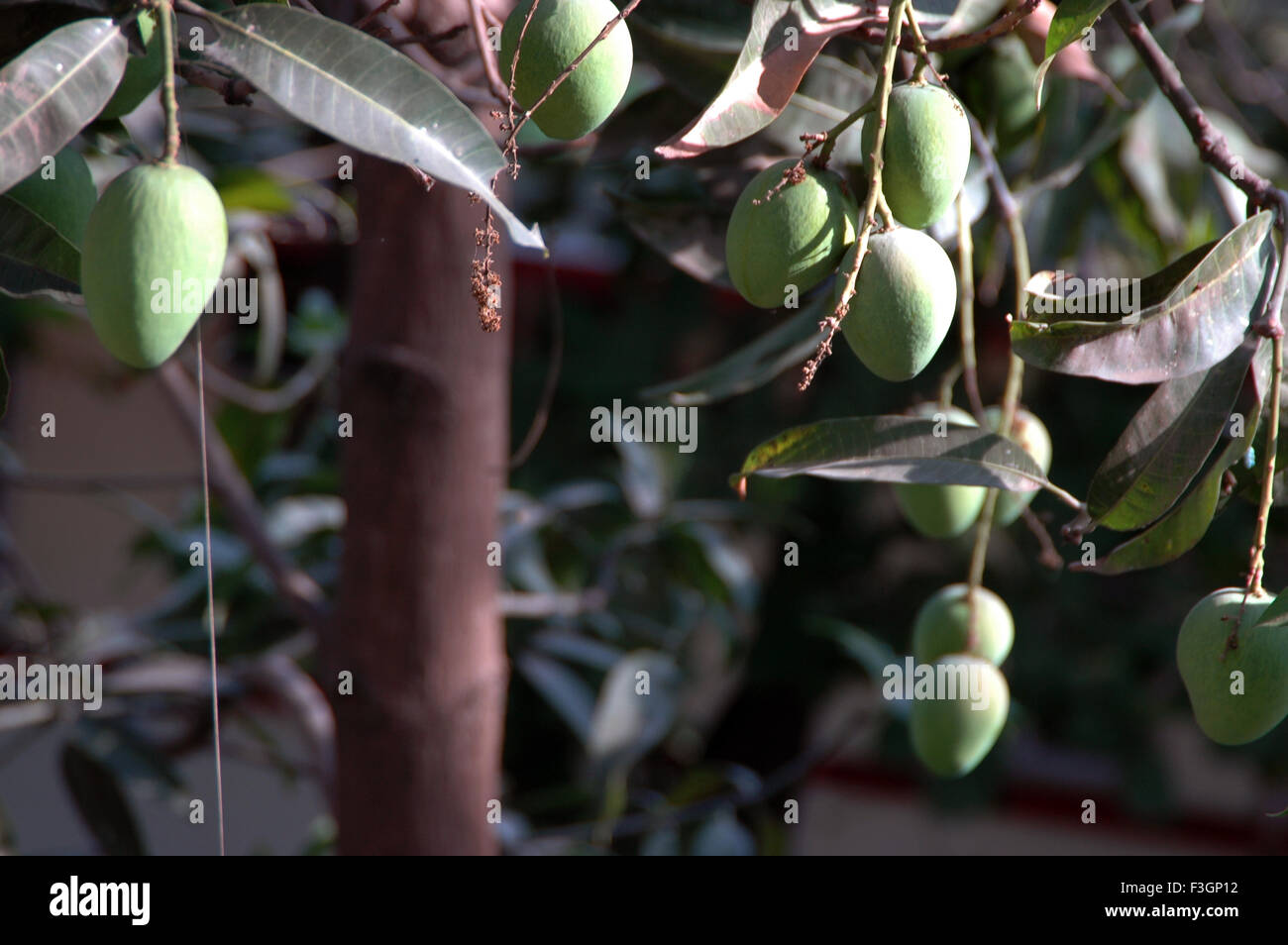 Mango cultivation india asia hi-res stock photography and images - Alamy