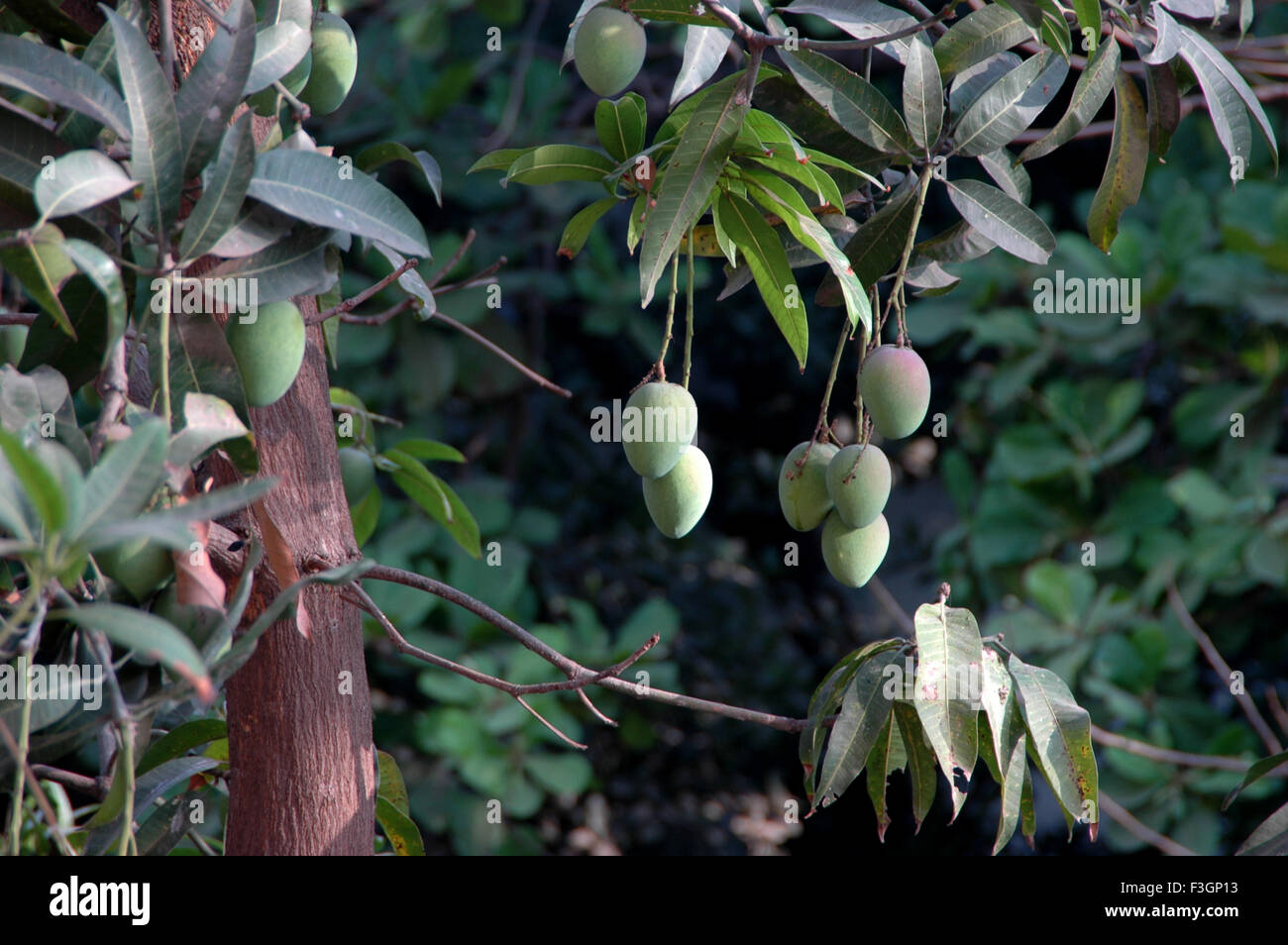 mango tree, Mangifera indica, India, Asia Stock Photo - Alamy