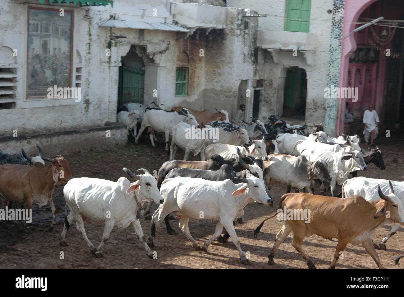 Gaushala hi-res stock photography and images - Alamy