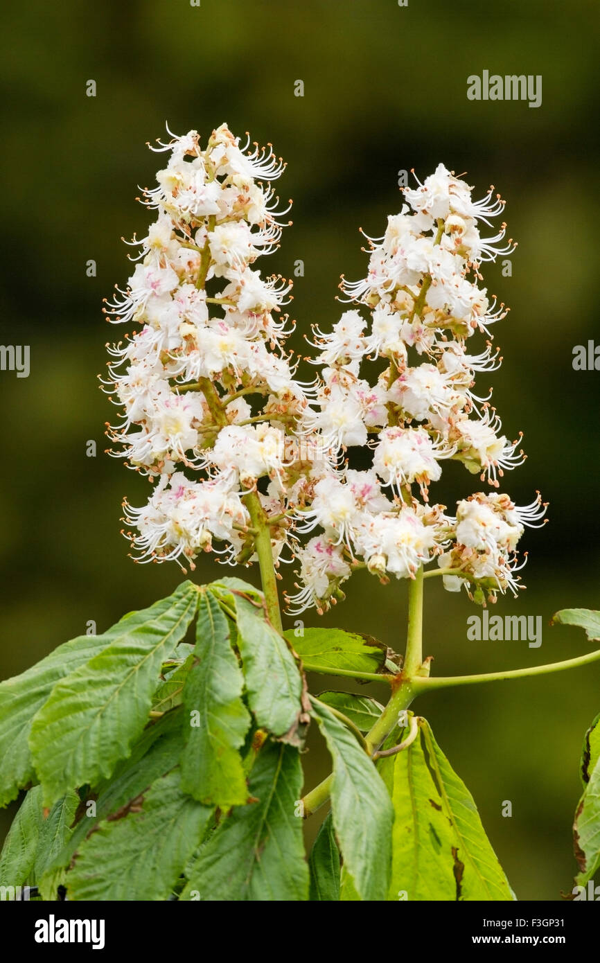 Horse Chestnut tree showing flowers in spring, Norfolk, United Kingdom ...