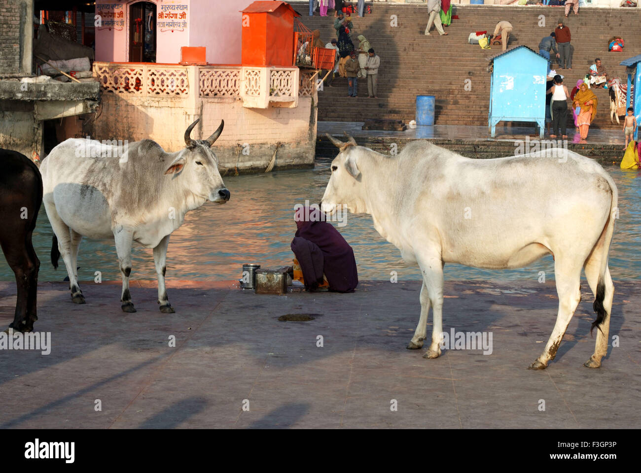 Cows ; Har Ki Pauri ; Haridwar ; Uttar Pradesh ; Uttarakhand ; India ...