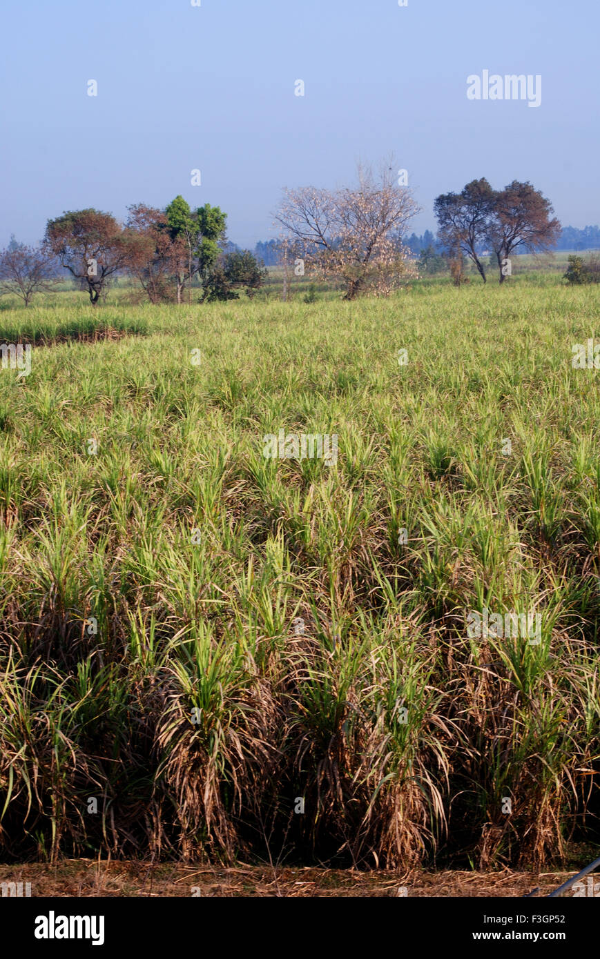Saharanpur uttar pradesh india hi-res stock photography and images - Alamy