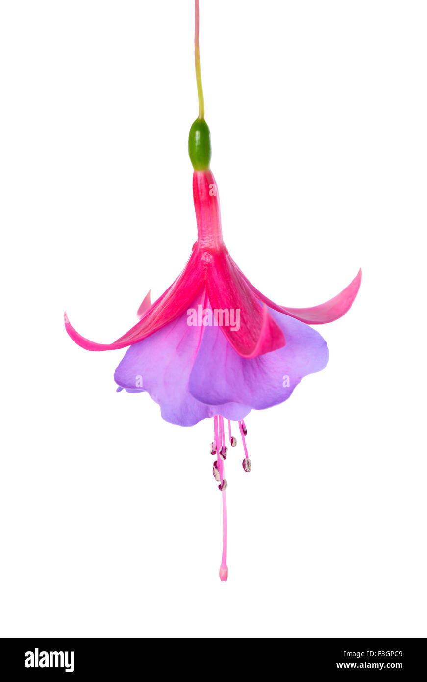 blooming beautiful single flower of lilac and red fuchsia is isolated ...