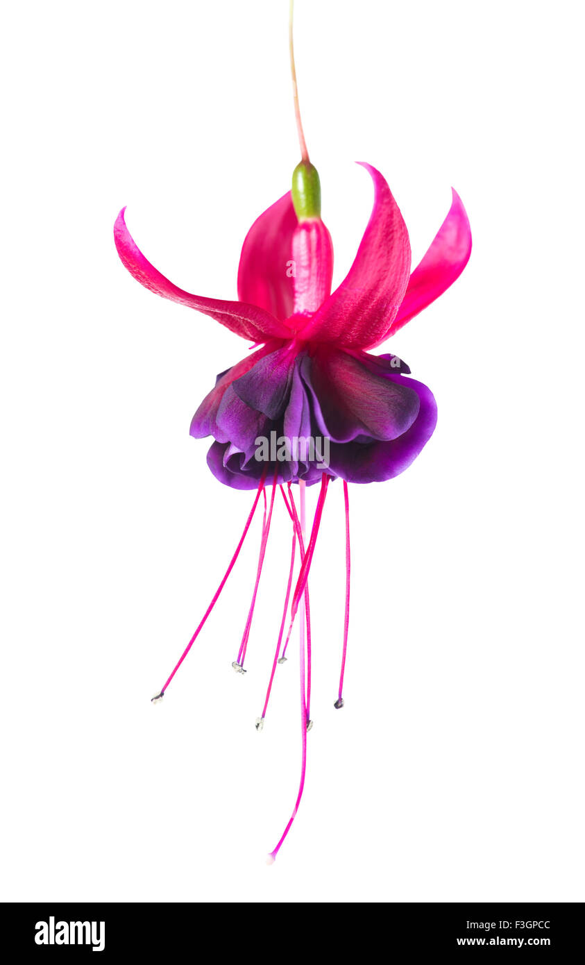 blooming beautiful single flower of dark violet and red fuchsia is ...