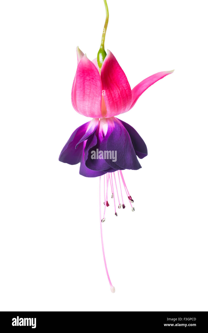 blooming beautiful single flower of violet and red fuchsia is isolated ...