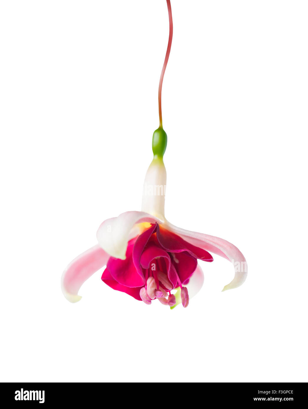 blooming beautiful single flower of white and red fuchsia is isolated ...