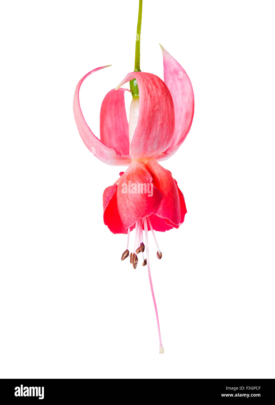 blooming beautiful single flower of pink fuchsia is isolated on white ...